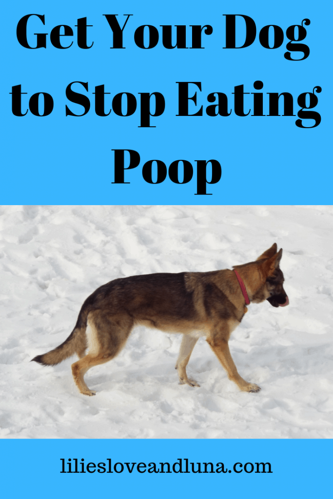 Why Do Dogs Eat Poop? (And How To Stop Them) - Lilies, Love, and Luna