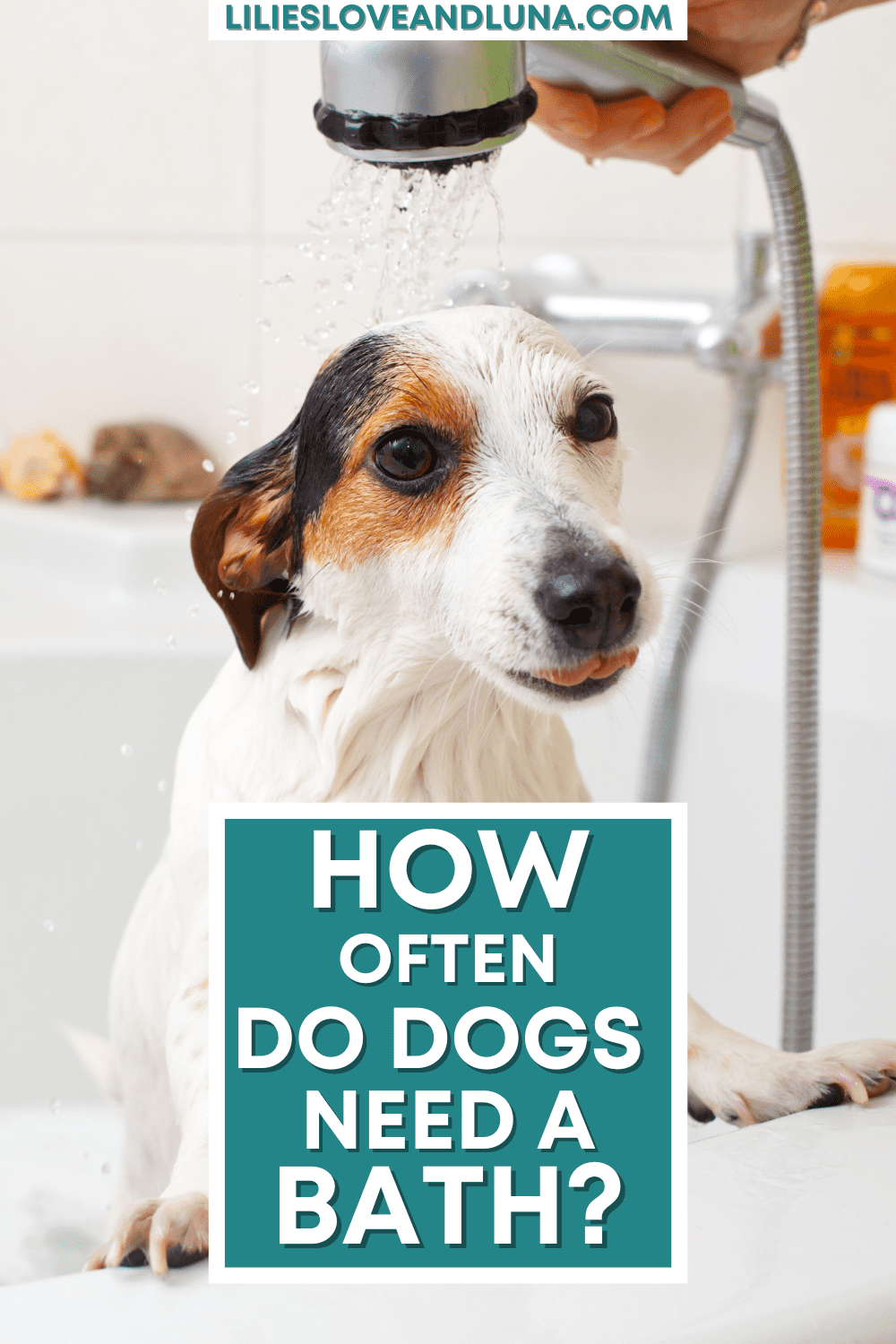 Bathing Your Dog: How Often Is Enough? - Lilies, Love, and Luna