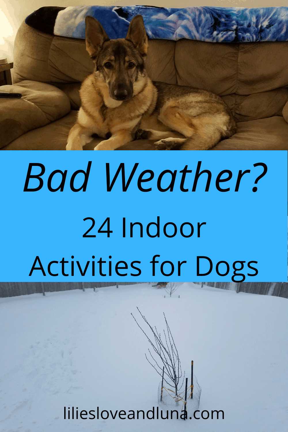 24 Indoor Activities For Dogs Lilies Love And Luna 24 Indoor Activities For Dogs Lilies Love And Luna