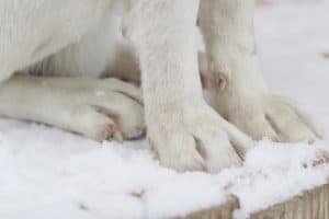Tips for protecting your dog's paws in the winter - Lilies, Love, and Luna