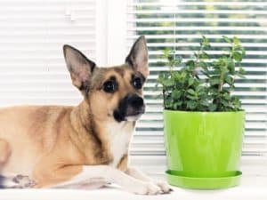 Is Mint Safe for Dogs? - Lilies, Love, and Luna