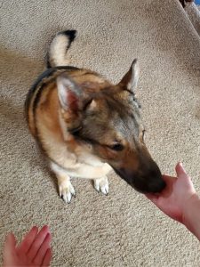 The Which Hand Game: An Easy Way To Have Fun With Your Dog - Lilies ...