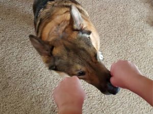 The Which Hand Game: An Easy Way To Have Fun With Your Dog - Lilies ...