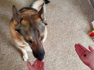 The Which Hand Game: An Easy Way To Have Fun With Your Dog - Lilies ...