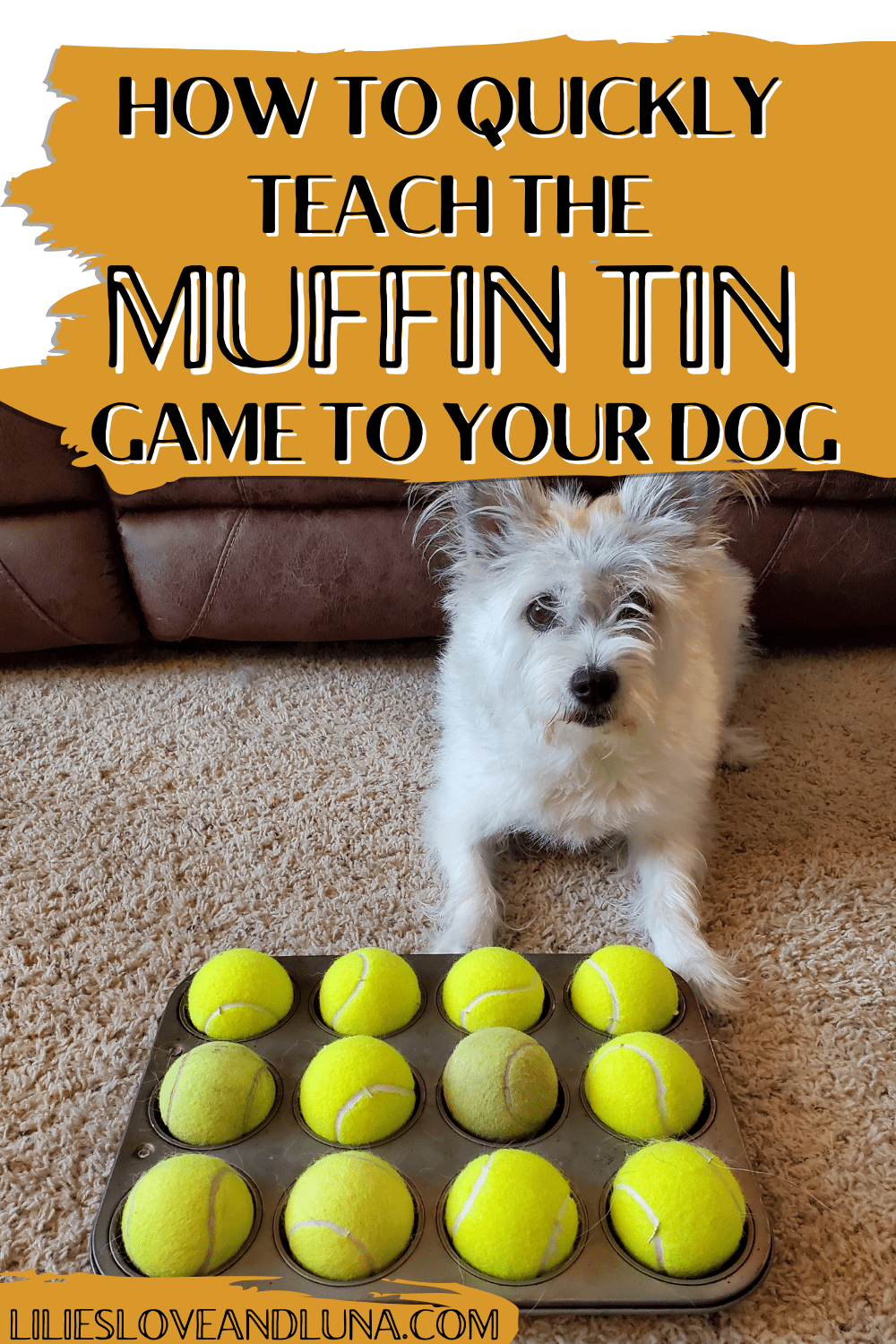 The Muffin Tin Game: An Easy Game For Your Dog - Lilies, Love, and Luna