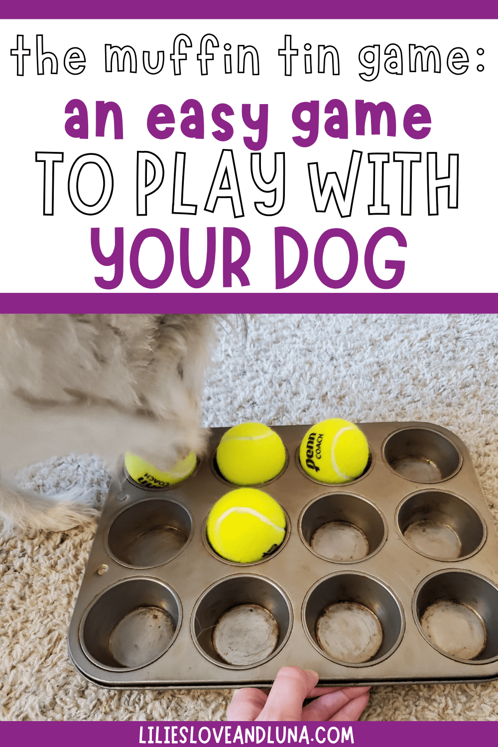 The Muffin Tin Game: An Easy Game For Your Dog - Lilies, Love, and Luna