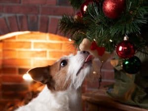Dog Proof Your Christmas Tree with These Simple Tips - Lilies, Love ...