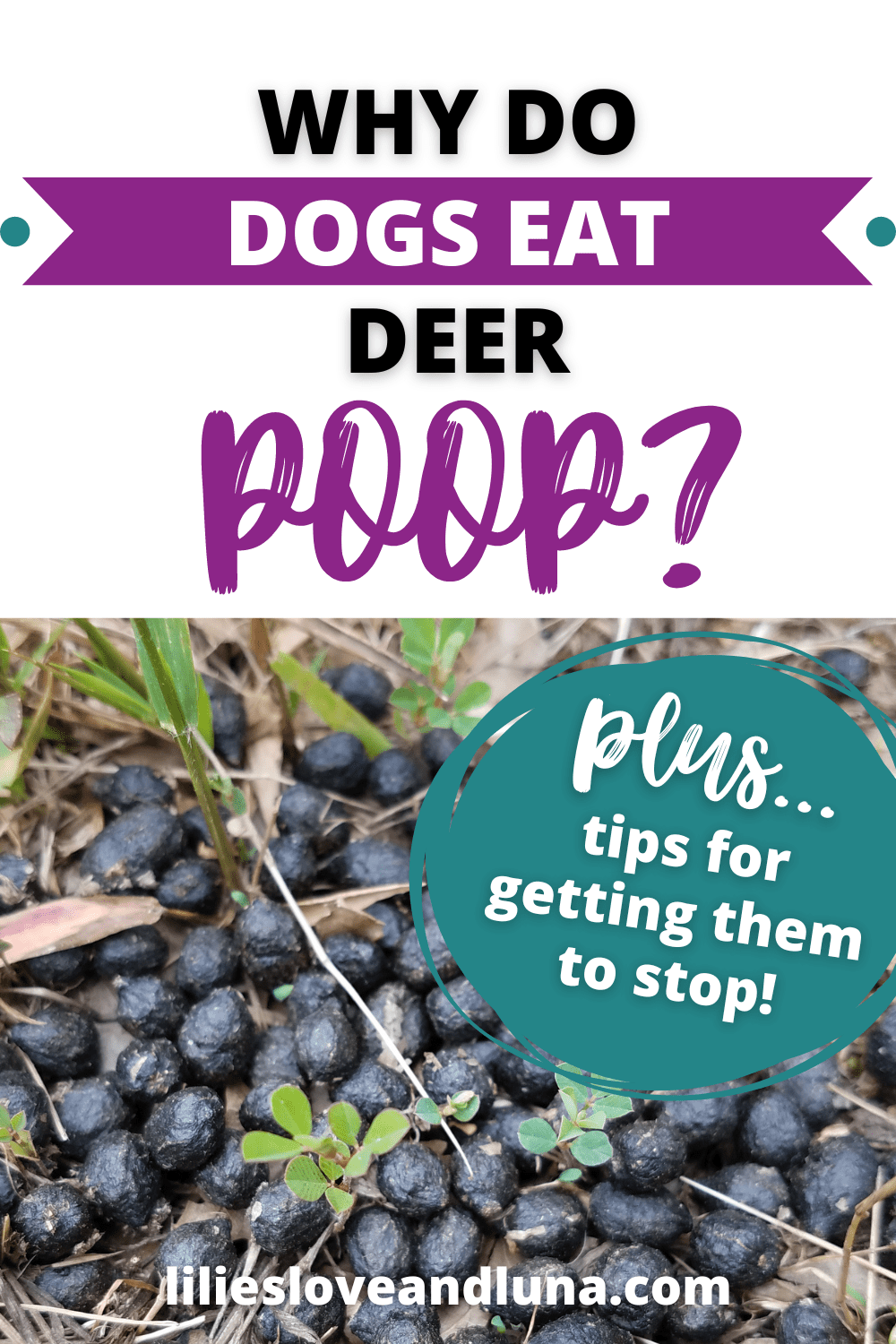Why Do Dogs Eat Deer Poop? - Lilies, Love, and Luna