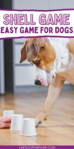 How to Teach Your Dog to Play the Shell Game - Lilies, Love, and Luna