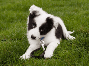 The First 10+ Things To Teach Your Puppy - Lilies, Love, and Luna