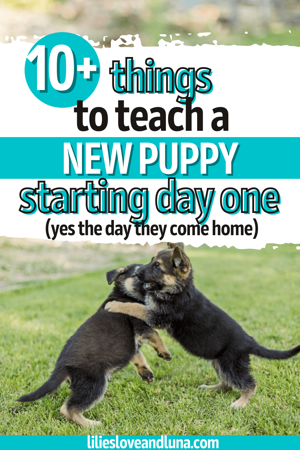 The First 10+ Things To Teach Your Puppy - Lilies, Love, and Luna