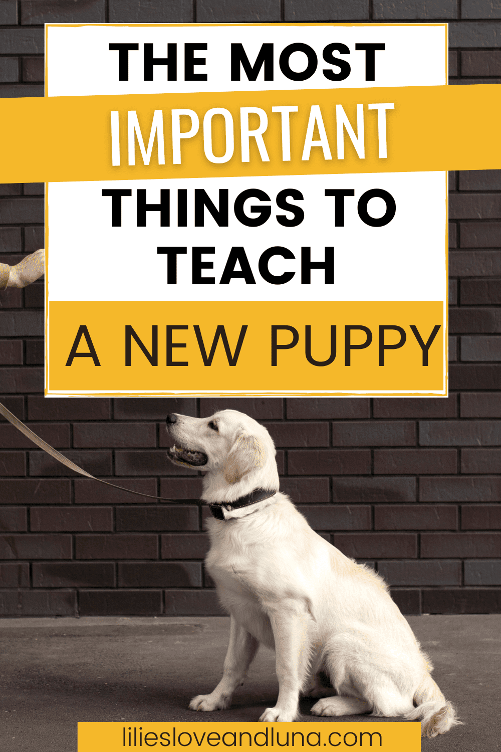 The First 10+ Things To Teach Your Puppy - Lilies, Love, and Luna