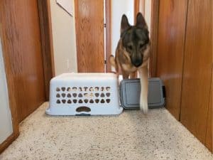 DIY Indoor Obstacle Course For Your Dog - Lilies, Love, and Luna