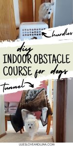 DIY Indoor Obstacle Course For Your Dog - Lilies, Love, and Luna