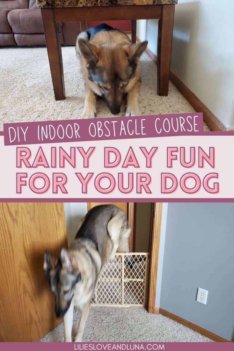 DIY Indoor Obstacle Course For Your Dog - Lilies, Love, and Luna