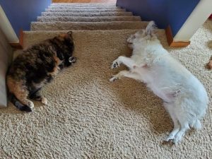 Harnessing the Power of Patience: How to Properly Introduce a Dog and ...