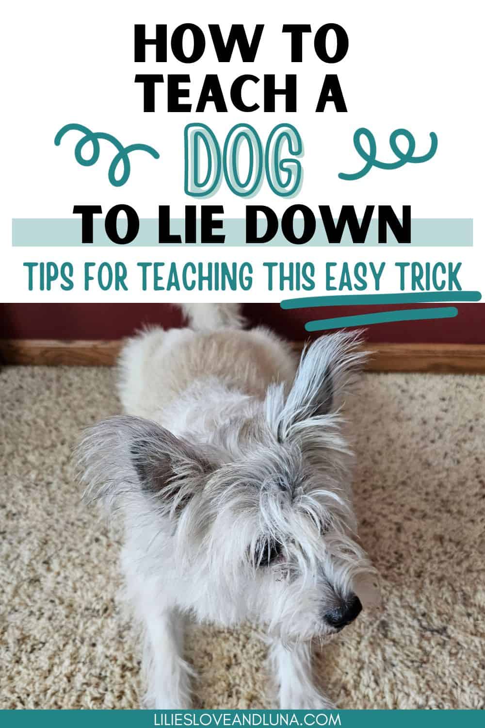 How to Teach a Puppy to Lie Down - Lilies, Love, and Luna
