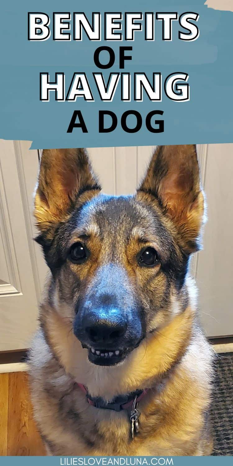 The Benefits of Having a Dog - Lilies, Love, and Luna