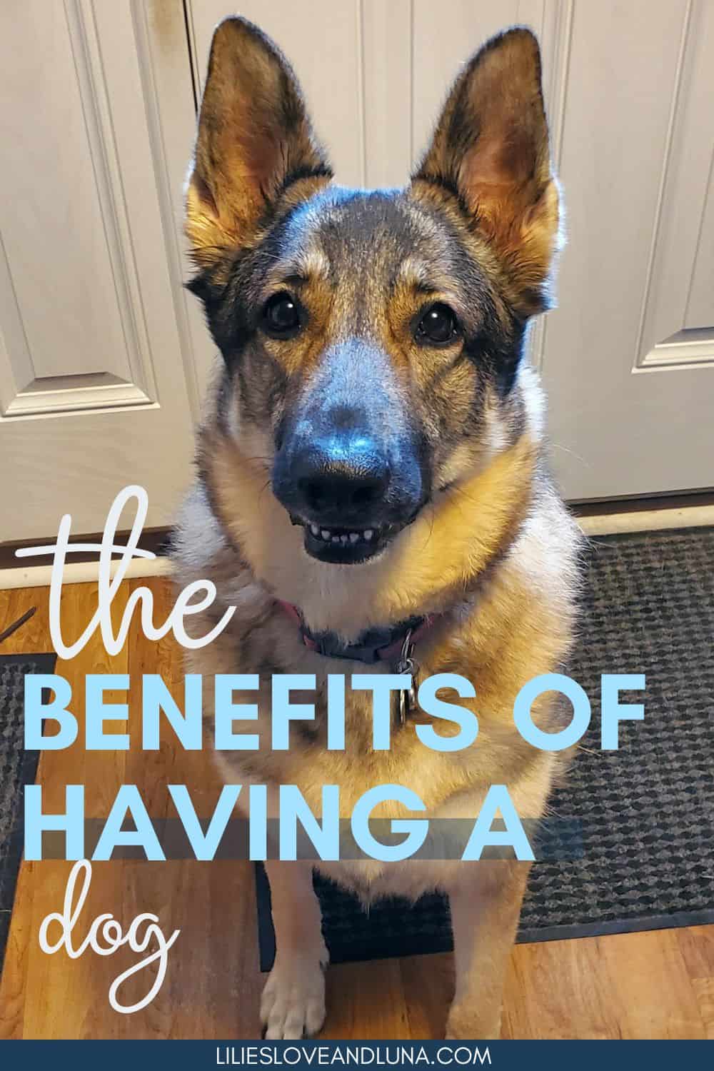 The Benefits of Having a Dog - Lilies, Love, and Luna