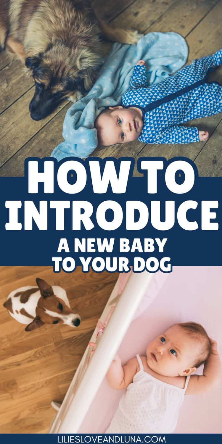 Prep Your Dog for the Arrival of a New Baby - Lilies, Love, and Luna