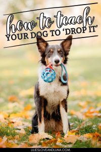 How To Teach A Puppy The ‘Drop It’ Command - Lilies, Love, and Luna