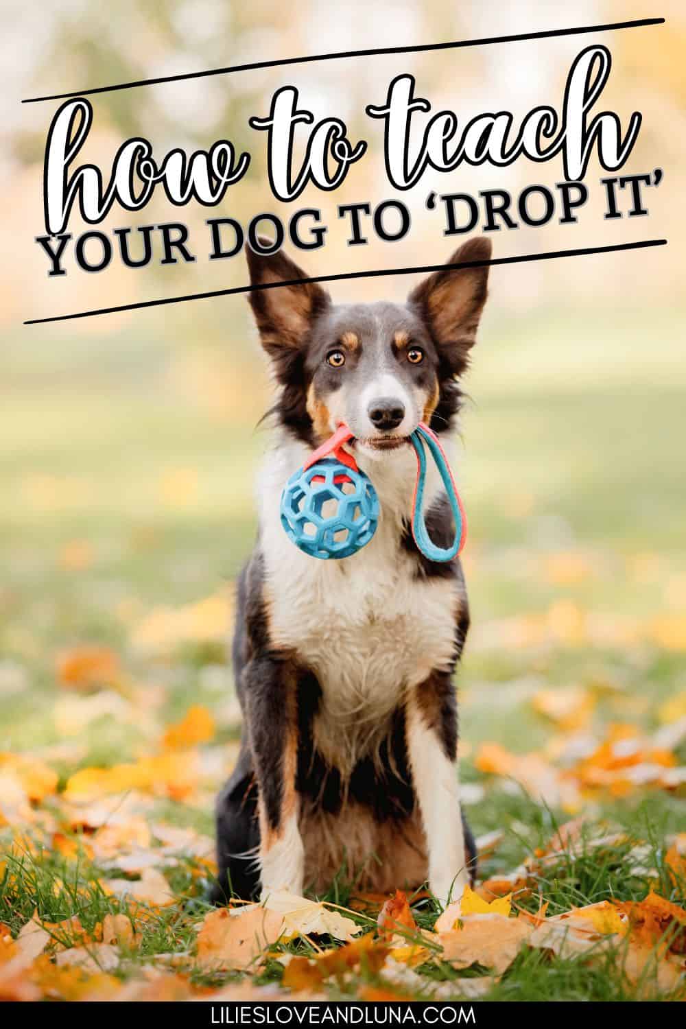 How To Teach A Puppy The ‘Drop It’ Command - Lilies, Love, and Luna