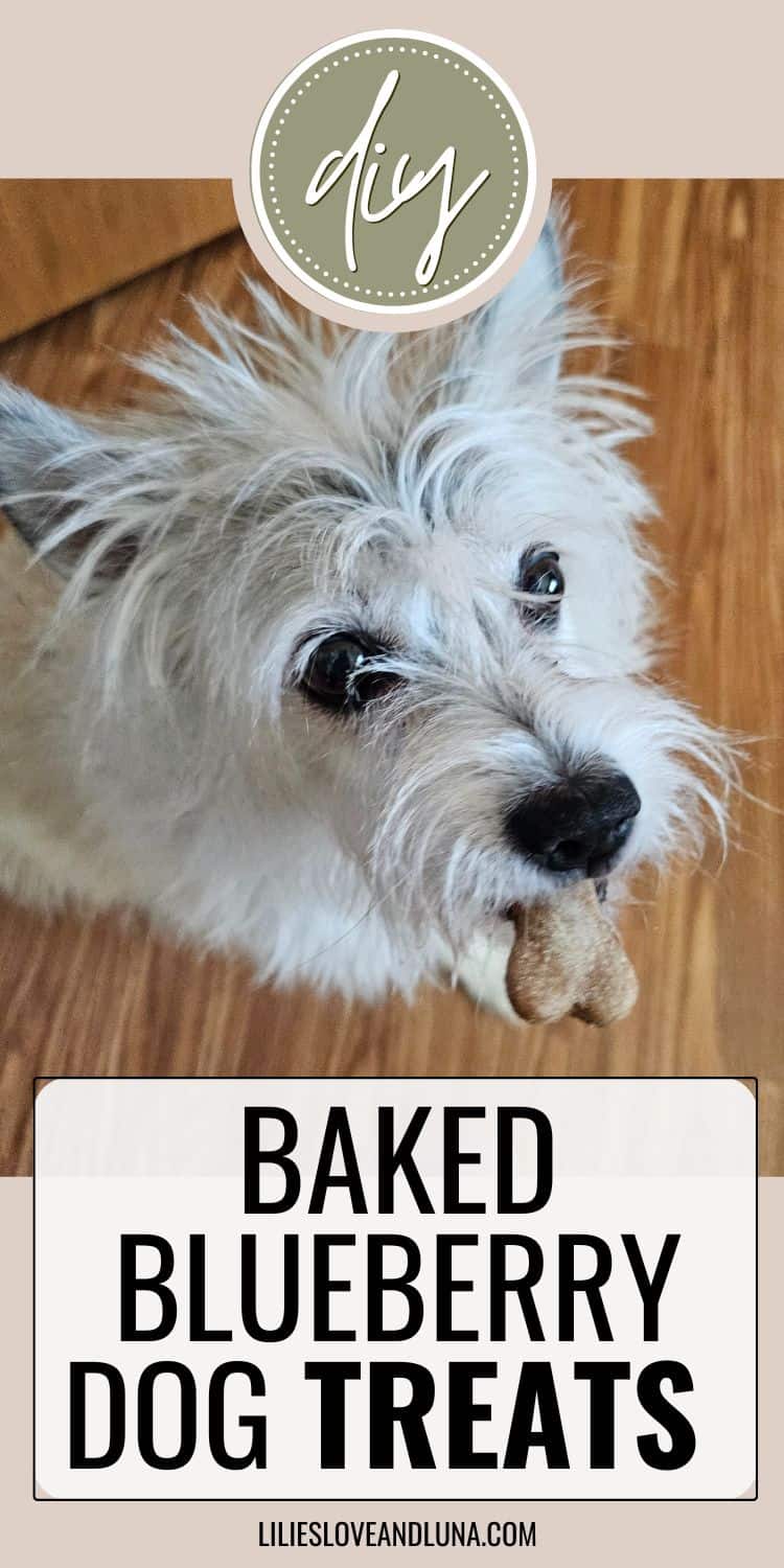 Baked Blueberry Dog Treats - Lilies, Love, and Luna