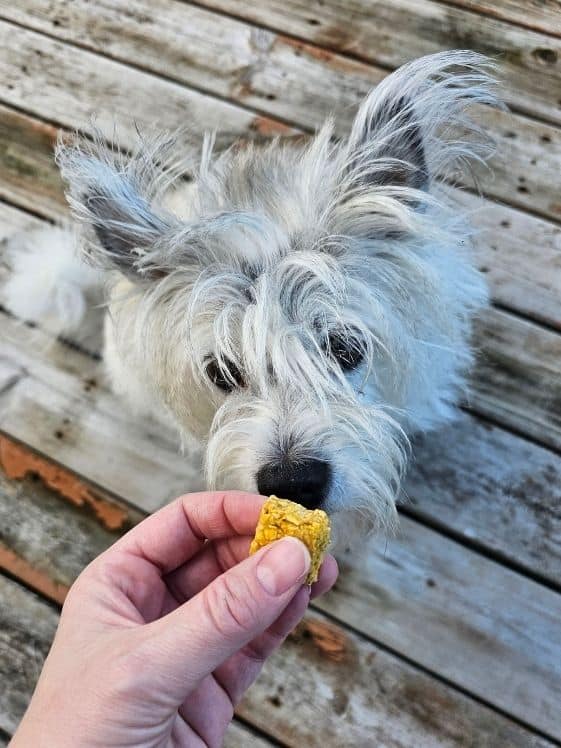 No-Bake Apple Pumpkin Bites - Lilies, Love, and Luna